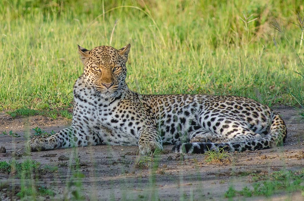 Asili Africa Expeditions | Top Touring Company in Uganda, Kenya, Rwanda ...